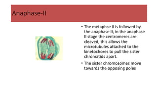 Meiosis | PPT