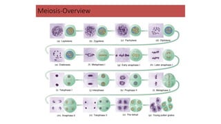 Meiosis | PPT