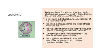 Meiosis | PPT