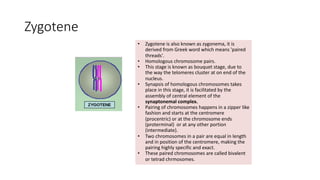 Meiosis | PPT