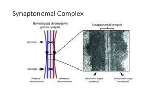 Meiosis | PPT