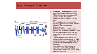 Meiosis | PPT