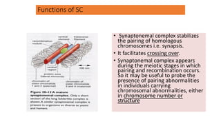 Meiosis | PPT
