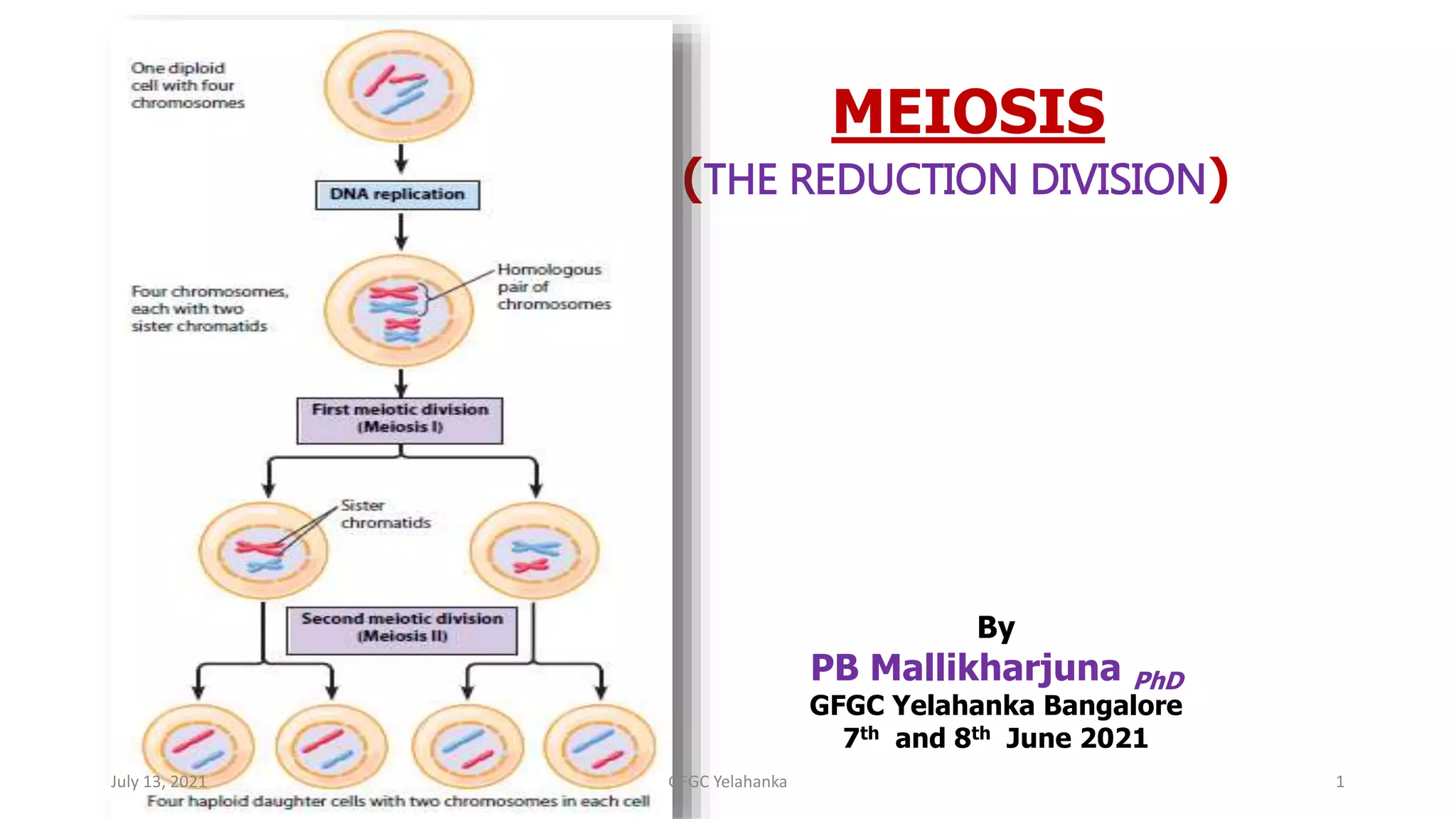 Meiosis - The Special Cell Division | PPTX