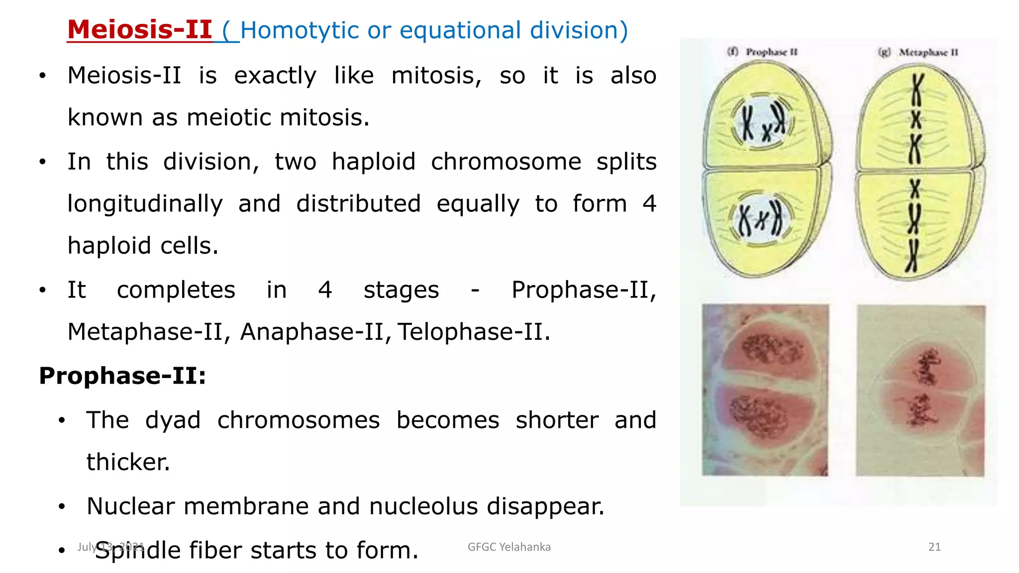 Meiosis - The Special Cell Division | PPT