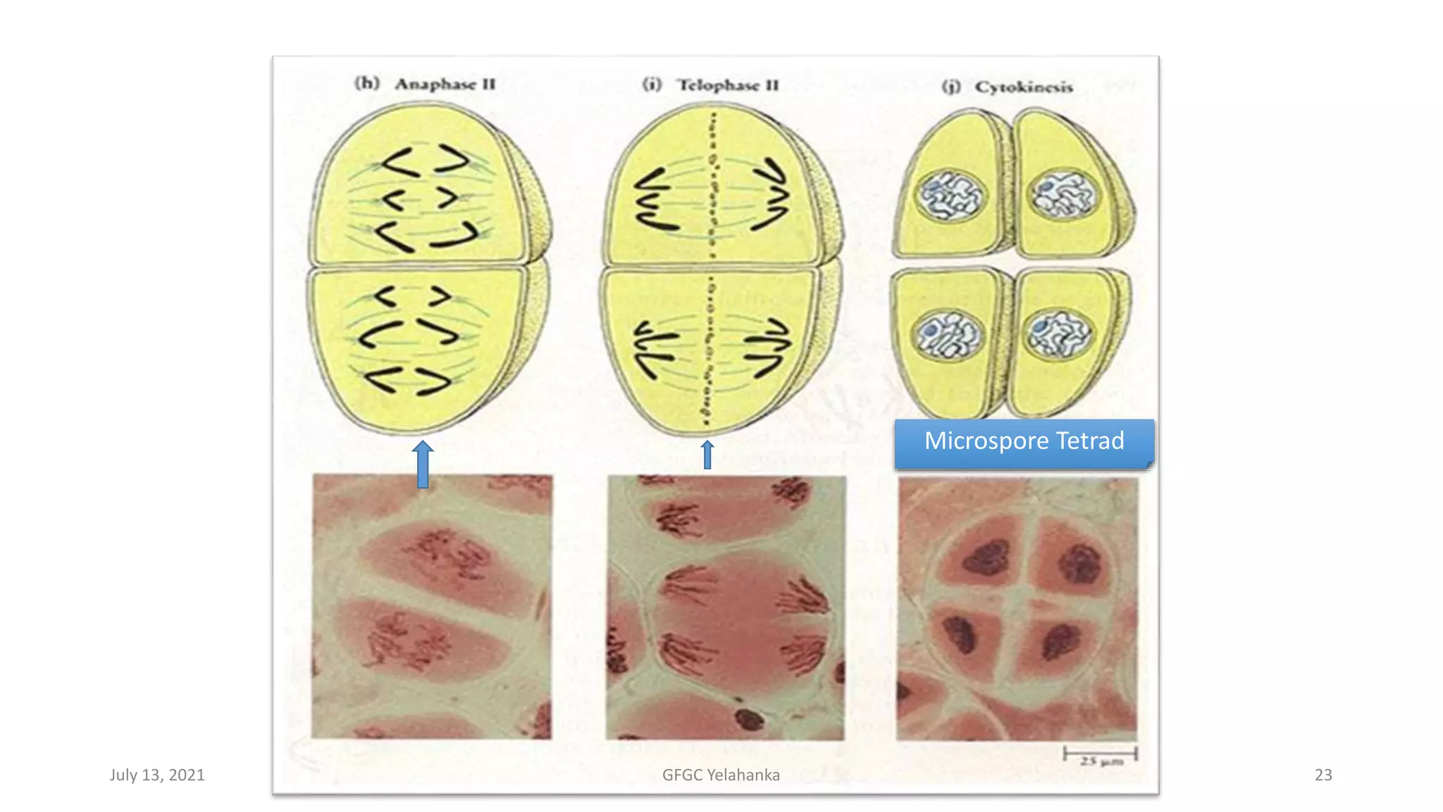 Meiosis - The Special Cell Division | PPT