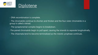 Meiosis | PPTX | Infertility | Reproductive Health