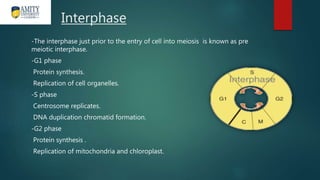 Meiosis | PPTX | Infertility | Reproductive Health