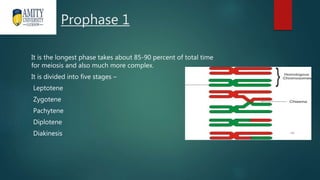 Meiosis | PPTX | Infertility | Reproductive Health