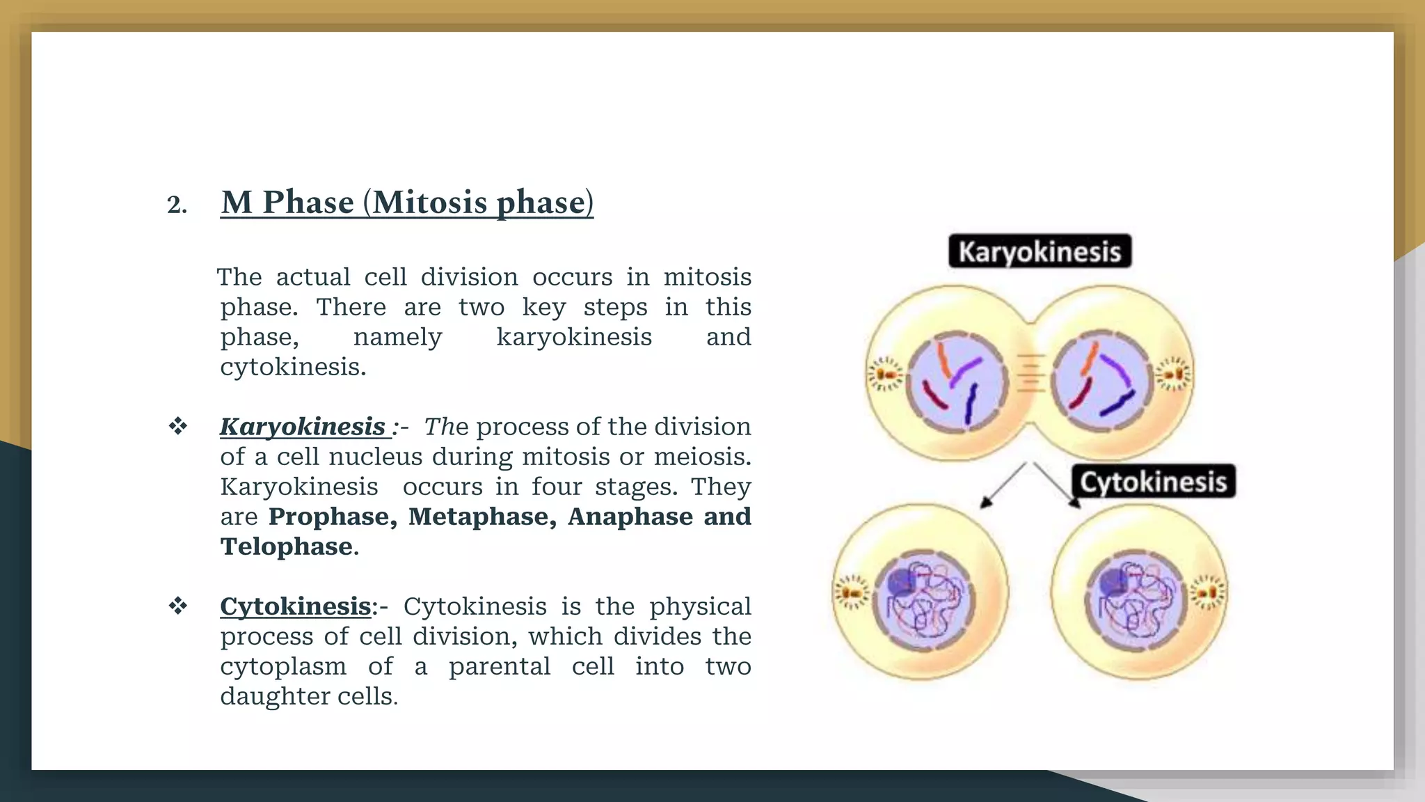 Meiosis.pptx