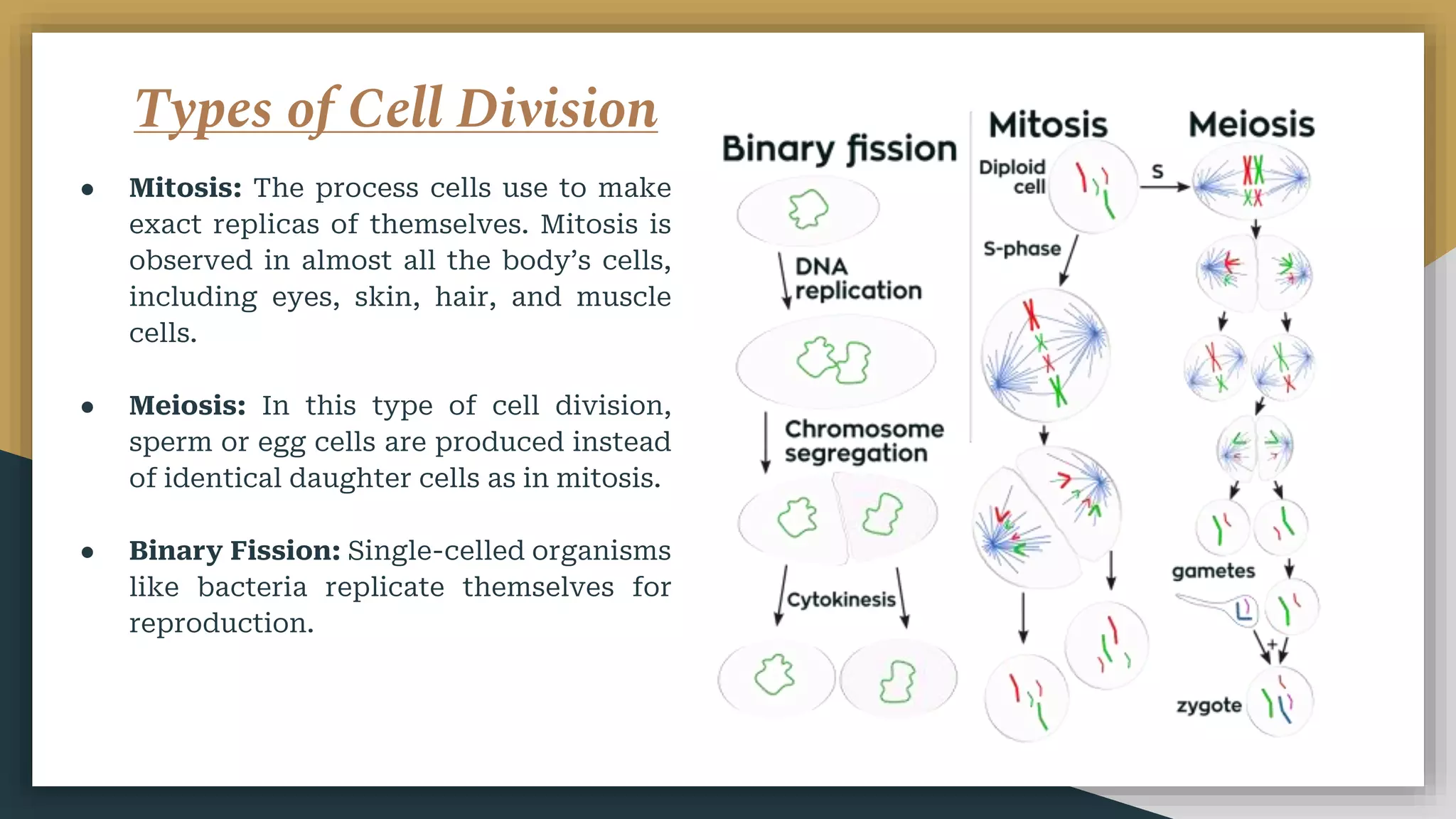 Meiosis.pptx