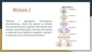 Meiosis.pptx