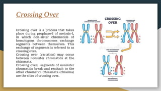 Meiosis.pptx | Biological Sciences | Science