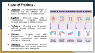 Meiosis.pptx | Biological Sciences | Science