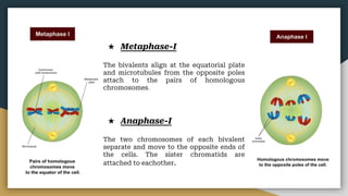 Meiosis.pptx