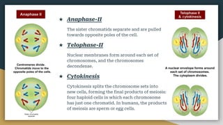 Meiosis.pptx