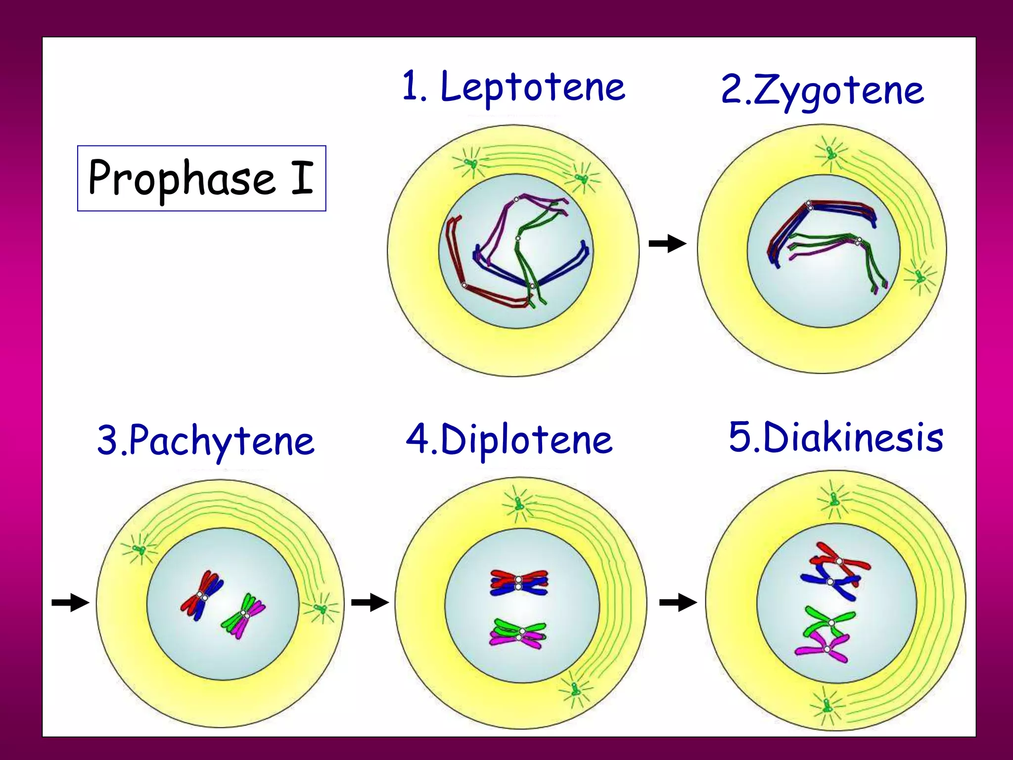 meiosis.ppt
