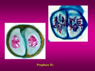 meiosis.ppt | Infertility | Reproductive Health