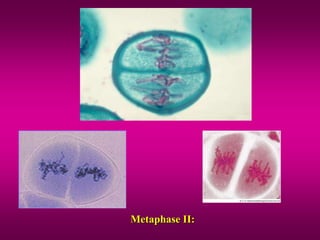 meiosis.ppt | Infertility | Reproductive Health