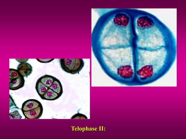 meiosis.ppt