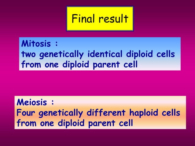meiosis.ppt