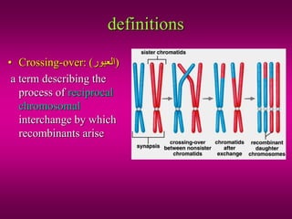 meiosis.ppt