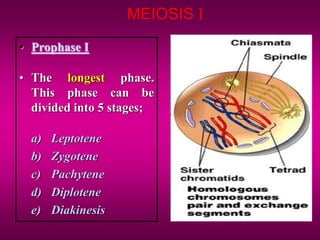 meiosis.ppt