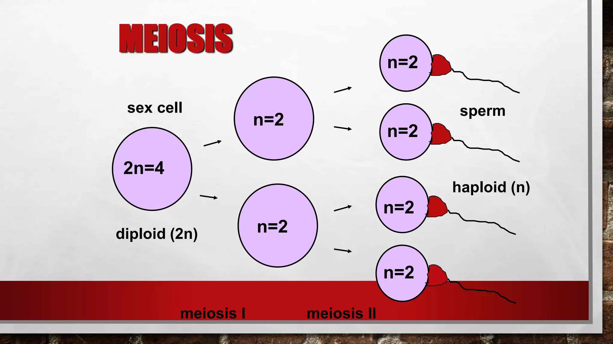 Meiosis Pptx