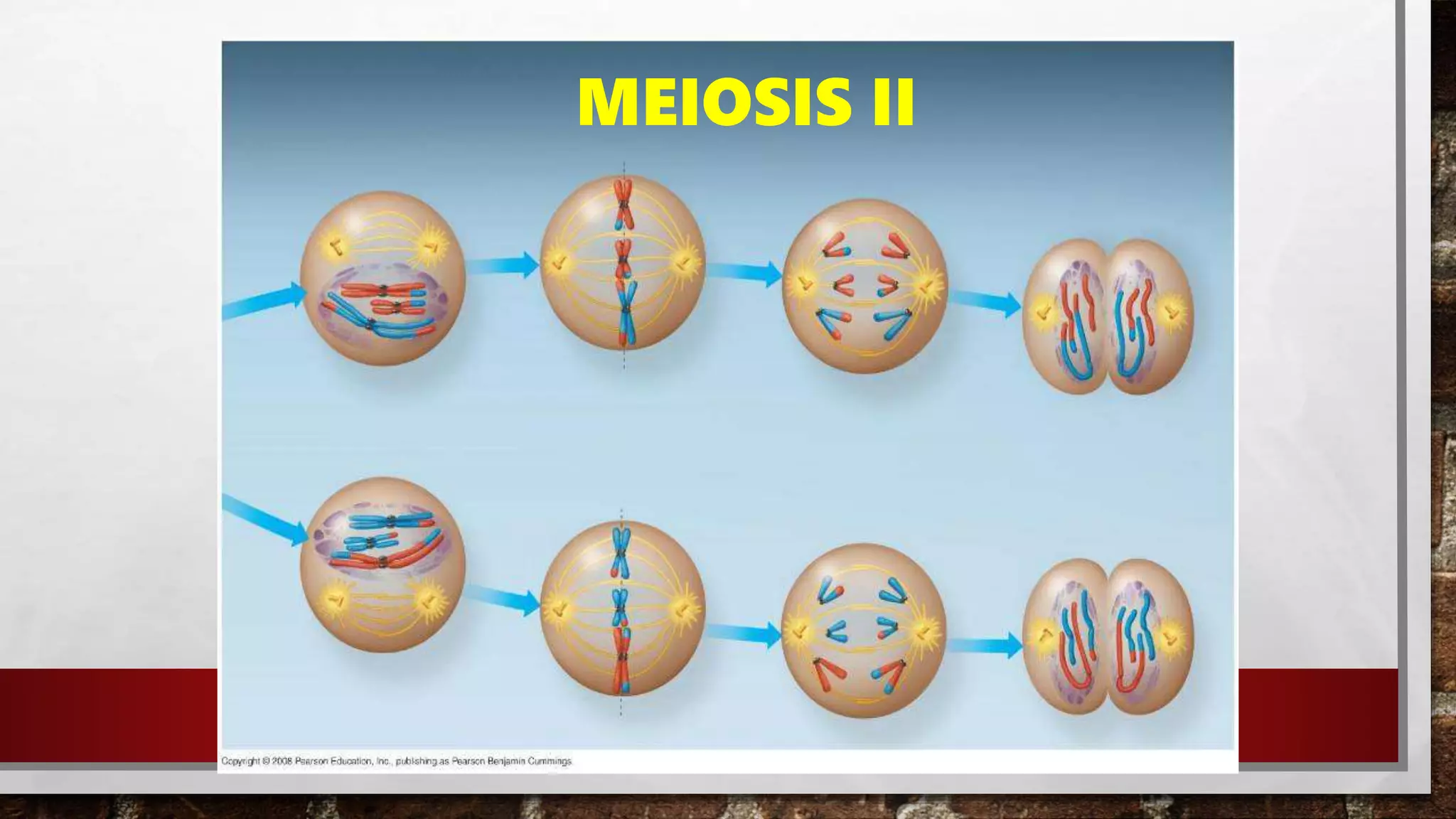 MEIOSIS.pptx