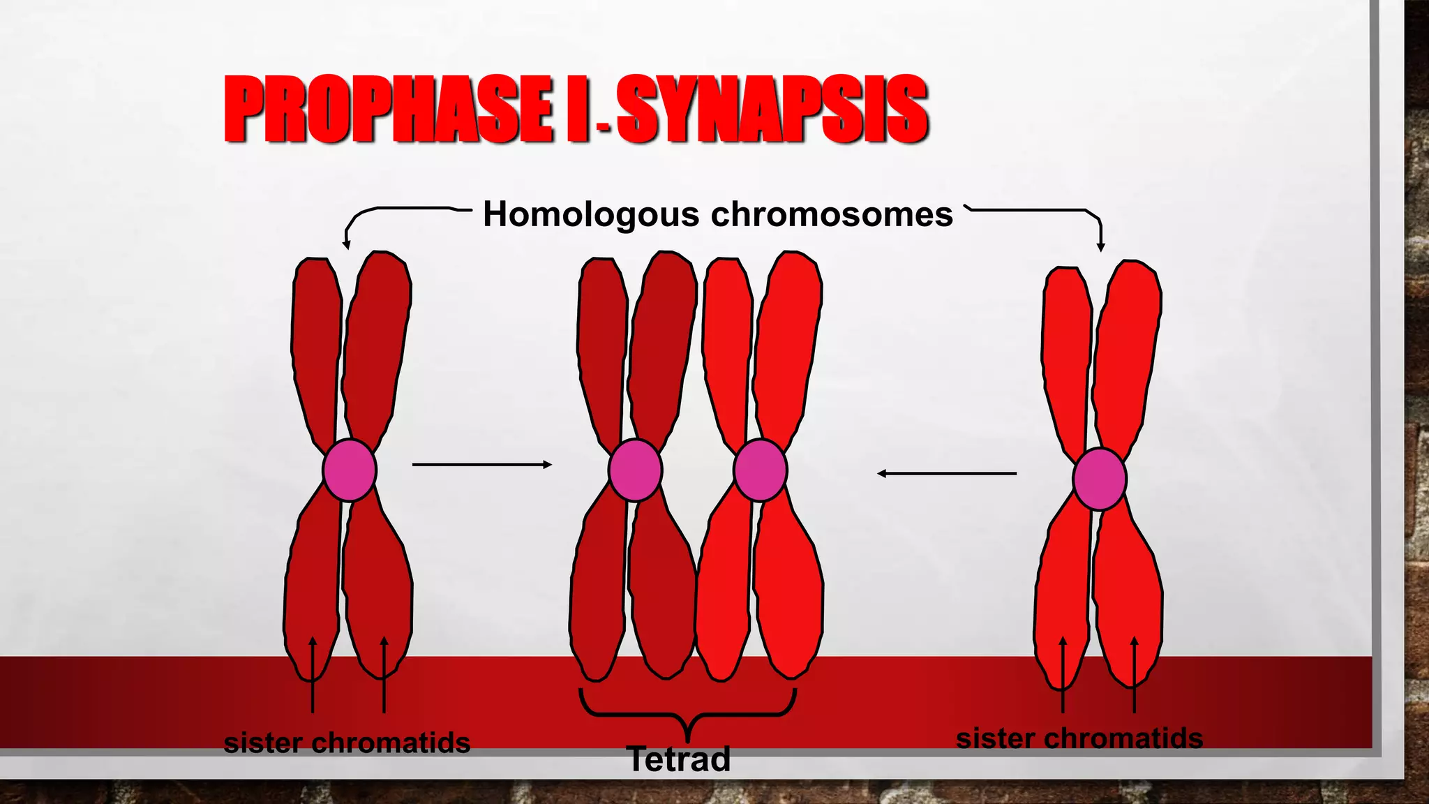 MEIOSIS.pptx