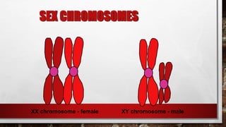 MEIOSIS.pptx