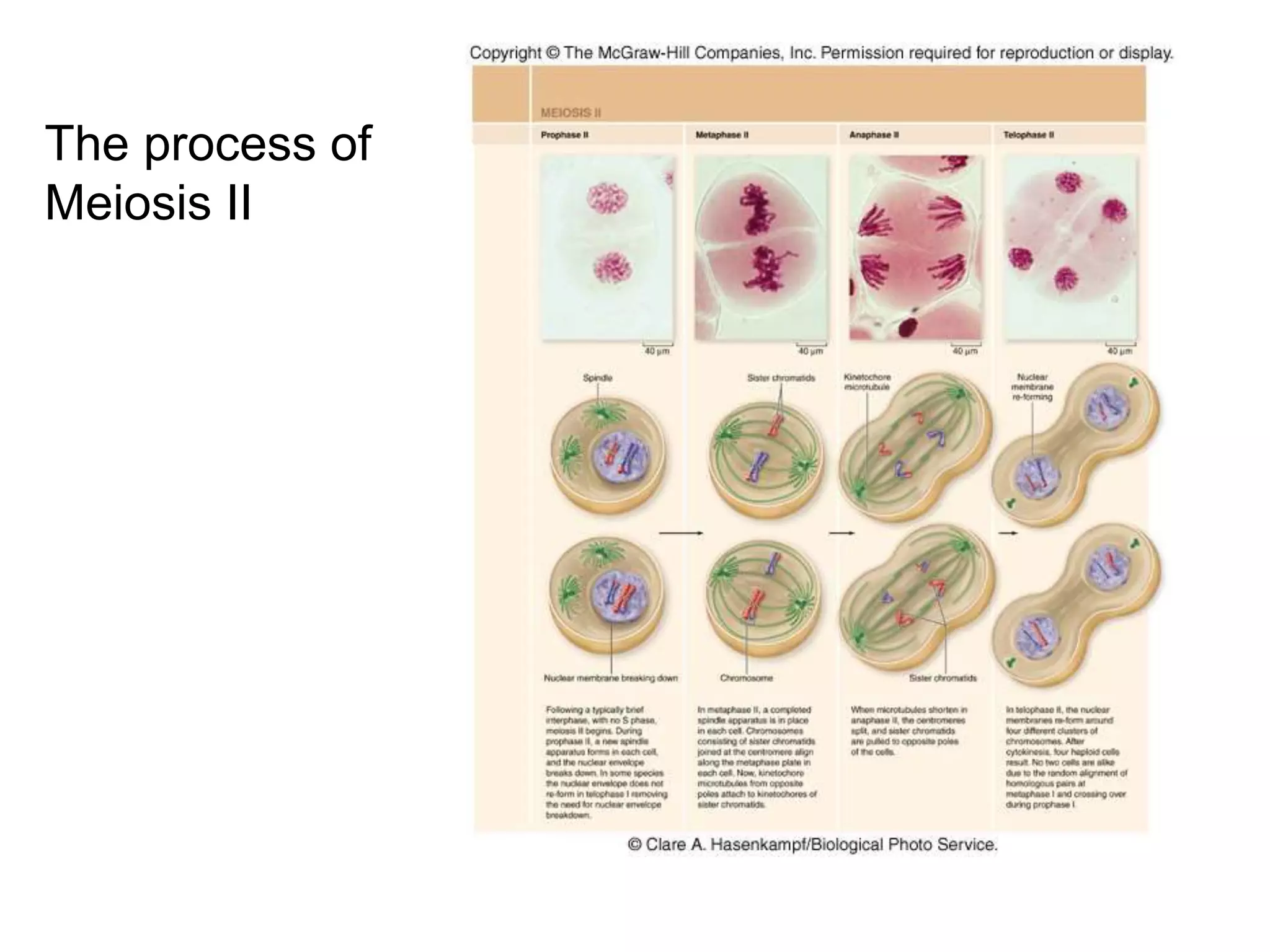 Meiosis.ppt