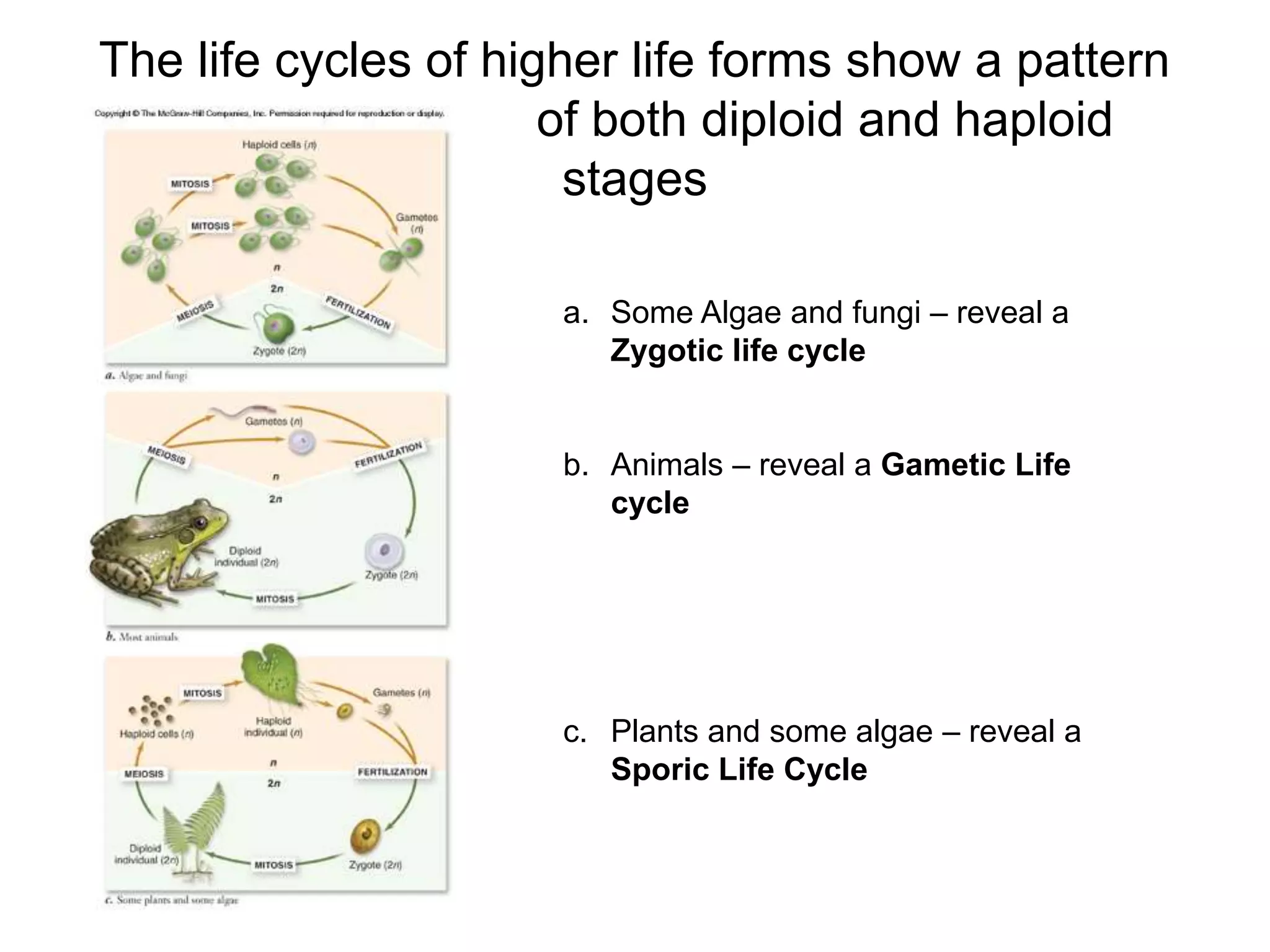 Meiosis.ppt