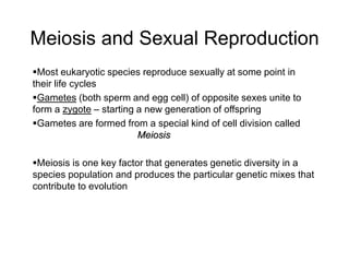 Meiosis.ppt