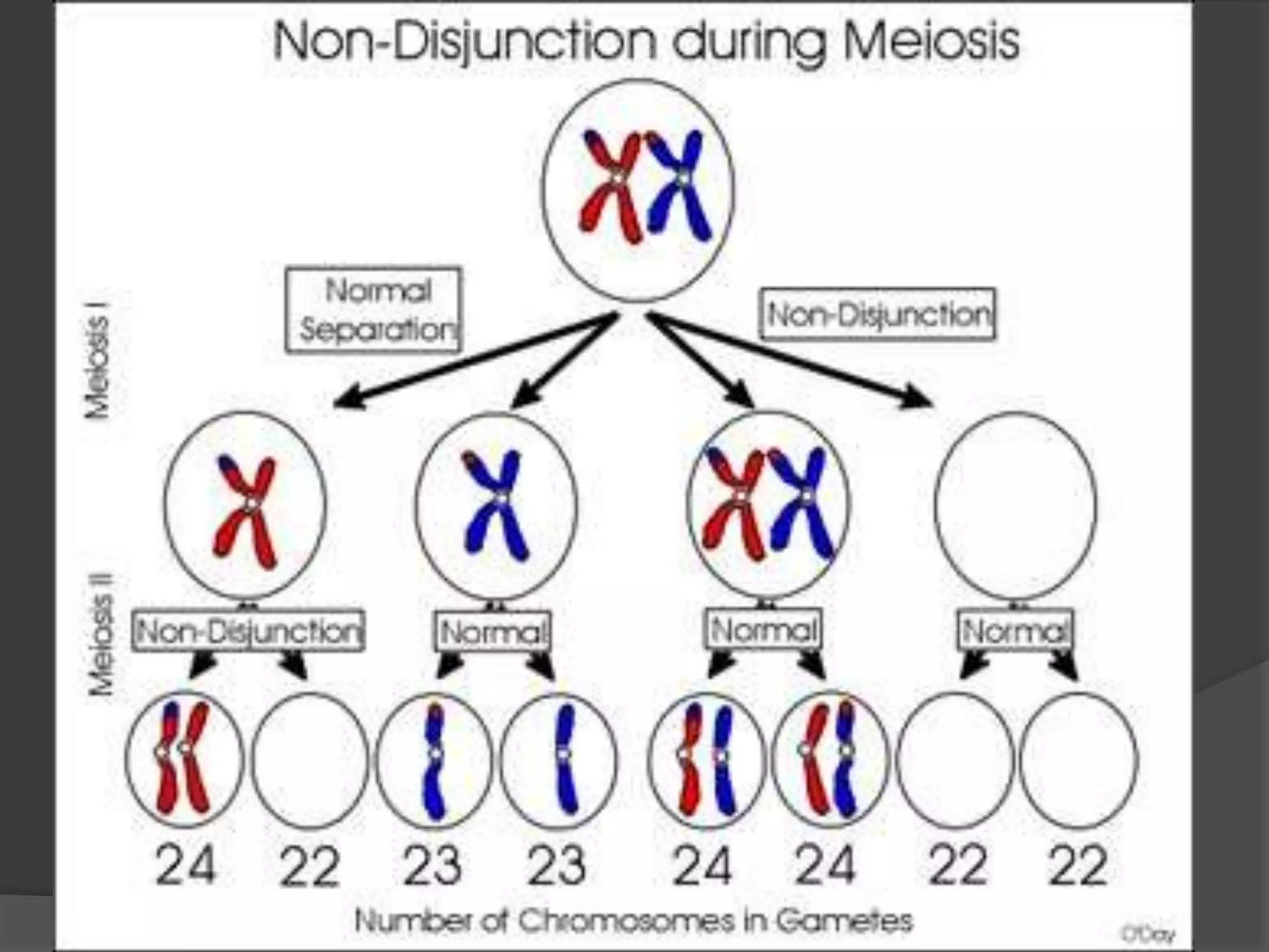 Meiosis.ppt
