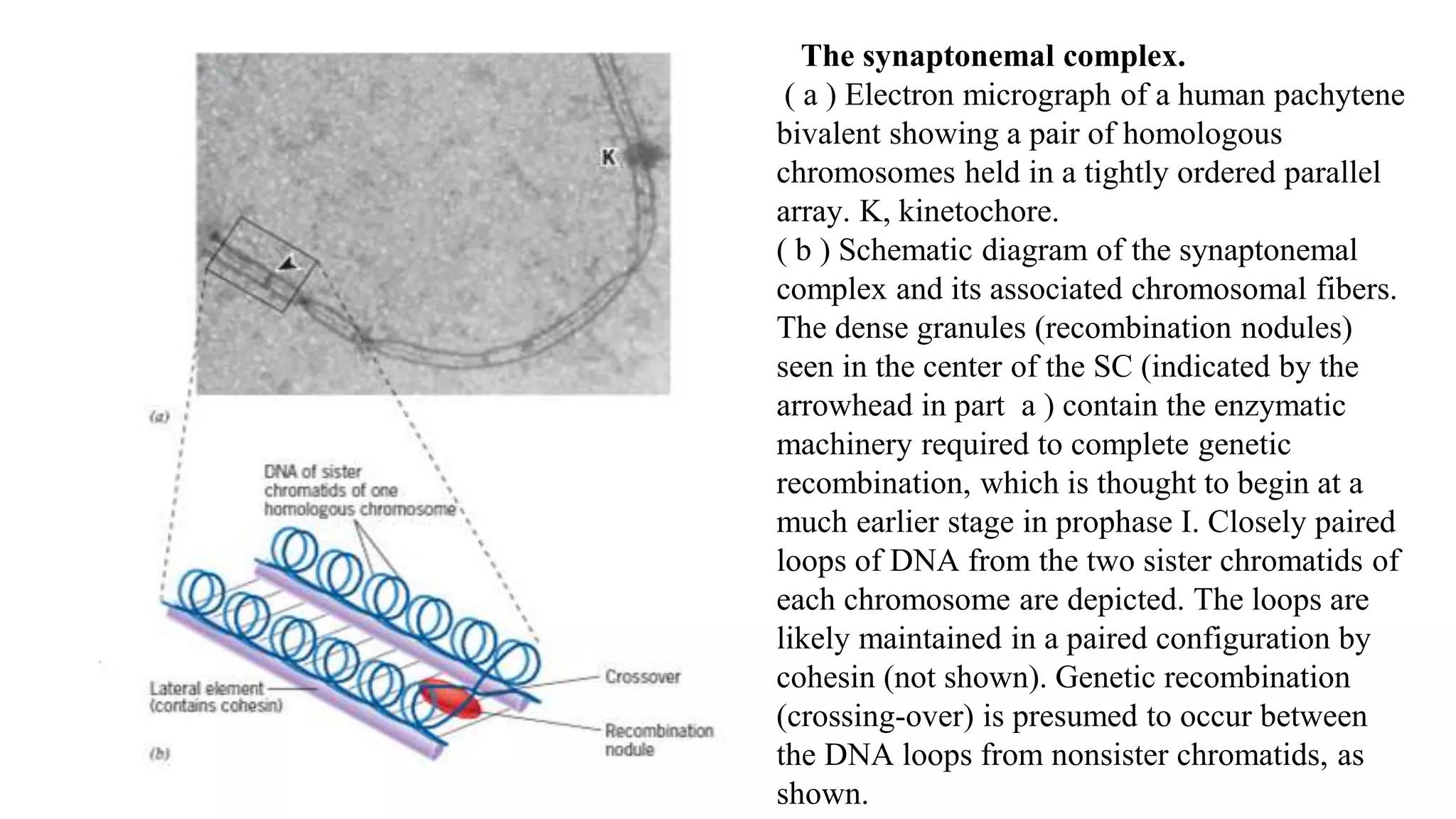 _Meiosis.pptx