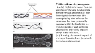 _Meiosis.pptx | Infertility | Reproductive Health