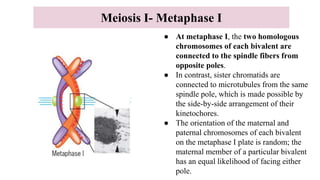 _Meiosis.pptx