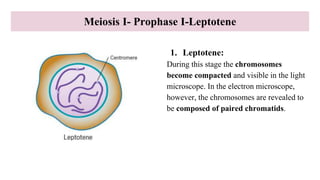 _Meiosis.pptx | Infertility | Reproductive Health