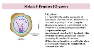 _Meiosis.pptx | Infertility | Reproductive Health