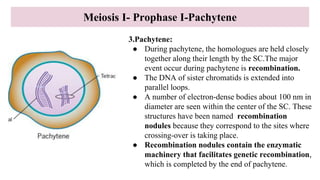 _Meiosis.pptx | Infertility | Reproductive Health