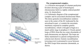 _Meiosis.pptx | Infertility | Reproductive Health