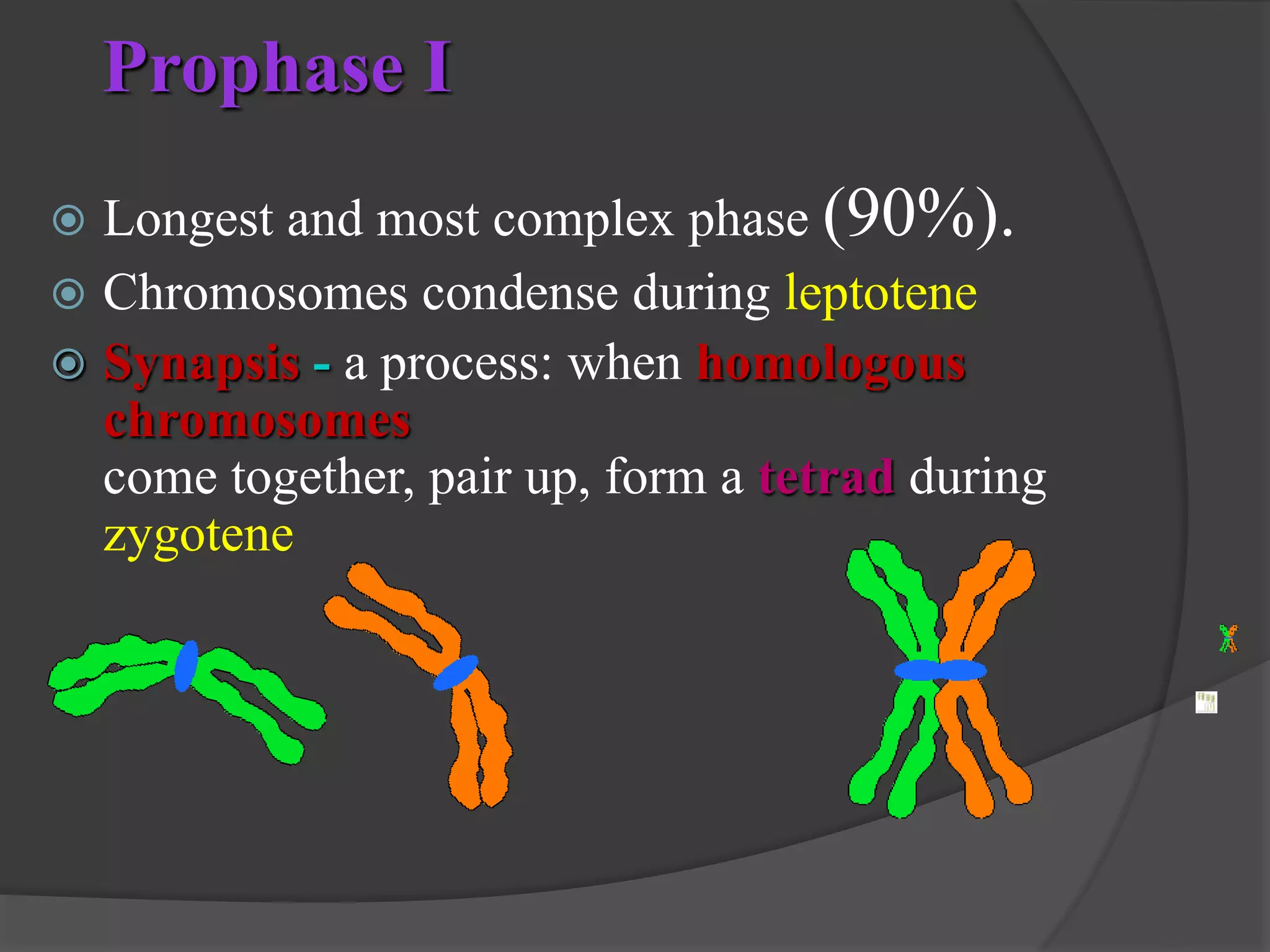 Meiosis.ppt | Infertility | Reproductive Health
