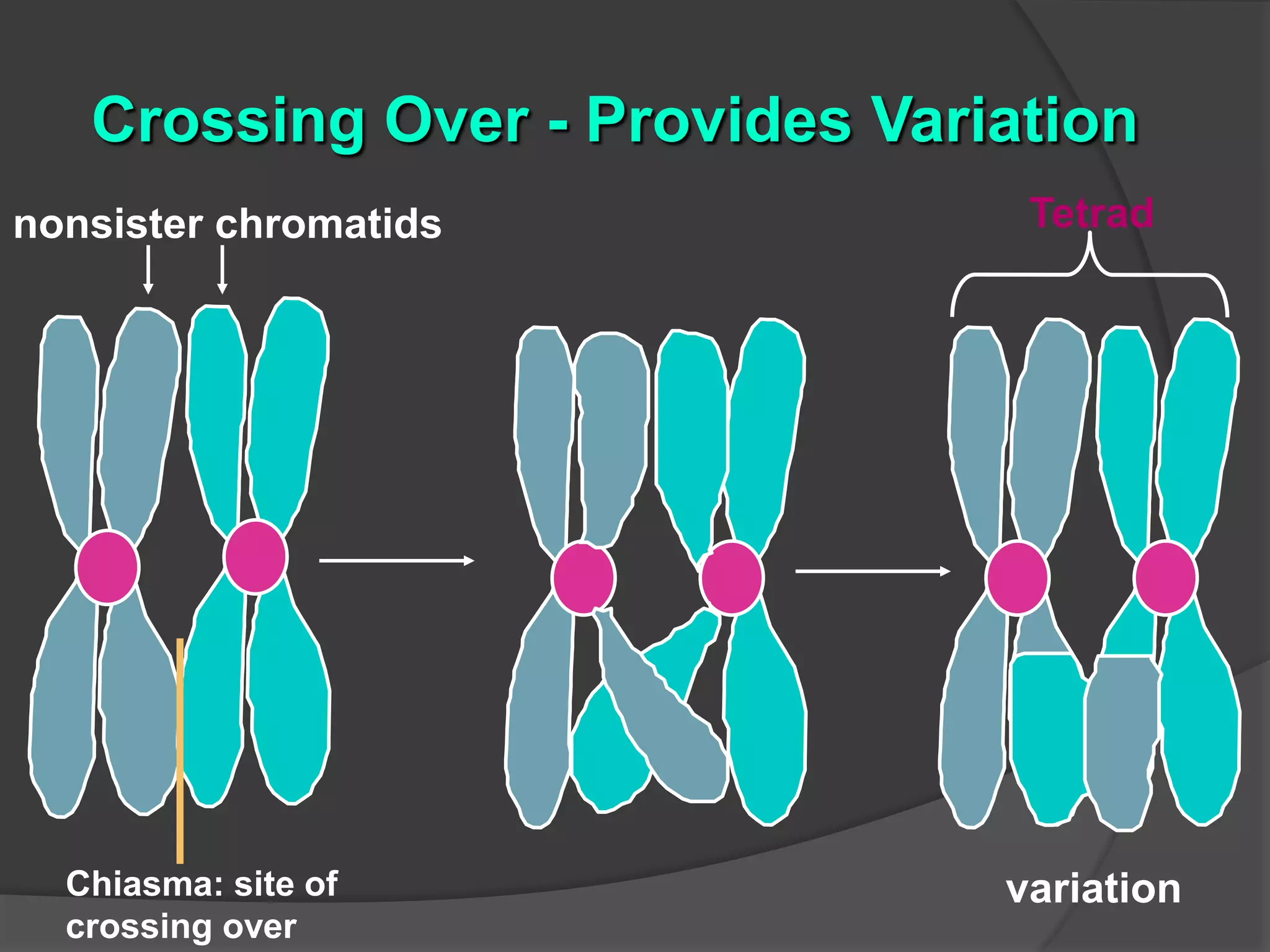 Meiosis.ppt | Infertility | Reproductive Health