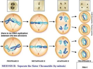 Meiosis.ppt