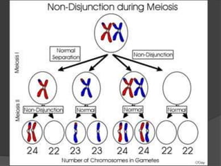 Meiosis.ppt | Infertility | Reproductive Health