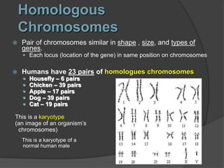 Meiosis.ppt