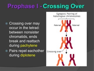 Meiosis.ppt | Infertility | Reproductive Health