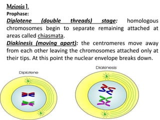 Meiosis.pptx