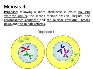 Meiosis.pptx